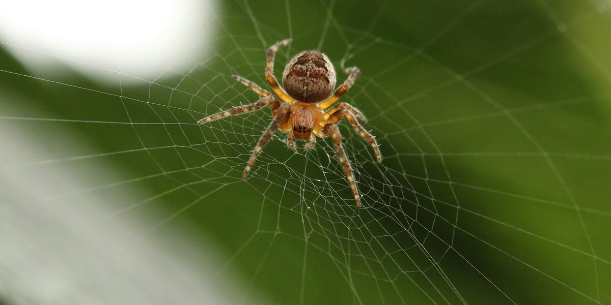 How A Spider Makes it’s Web - The One Alternative View