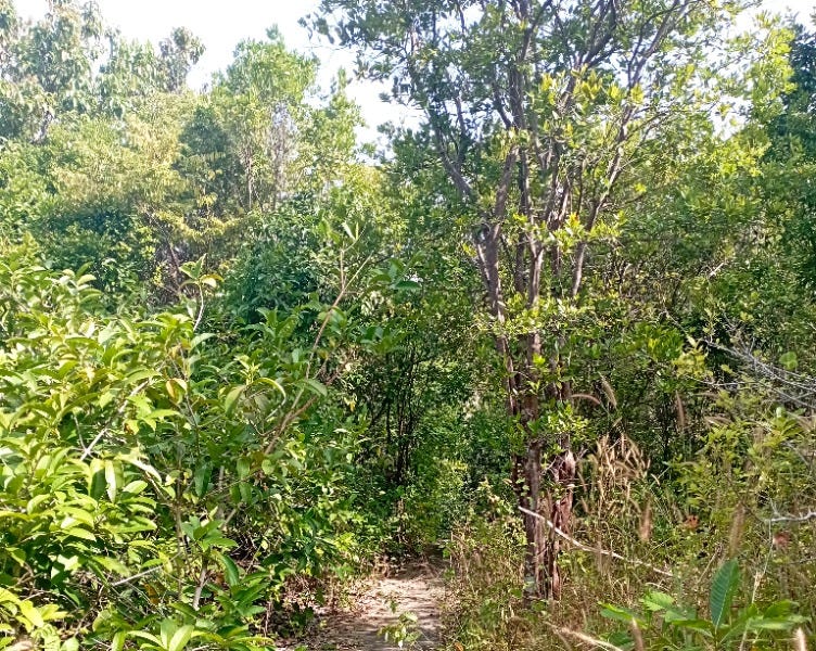 The Lost Gardens of Ko Tao - Laurel Goss EnRoot