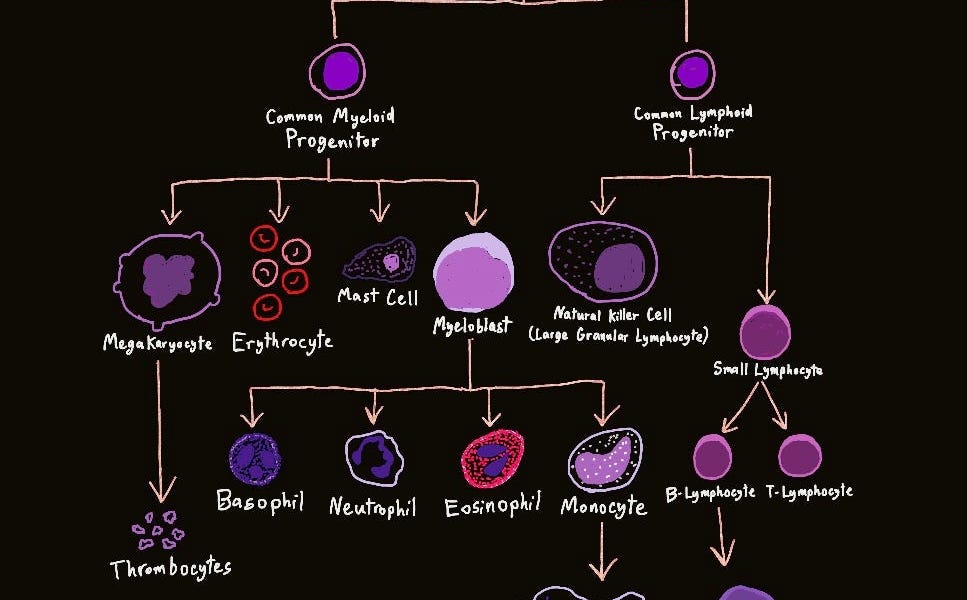 The Lineages of Blood Cells in Humans
