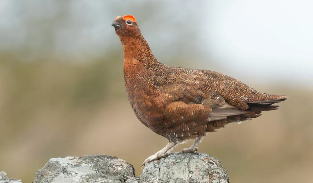 Men plead guilty to poaching grouse in North Yorkshire