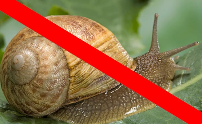 Gastropod—FYE (For Your Ears) - Ridge Kennedy