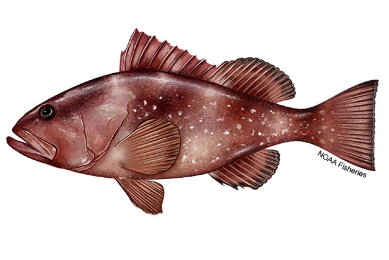 44: Is a Square Grouper Edible? - by George Pitlik