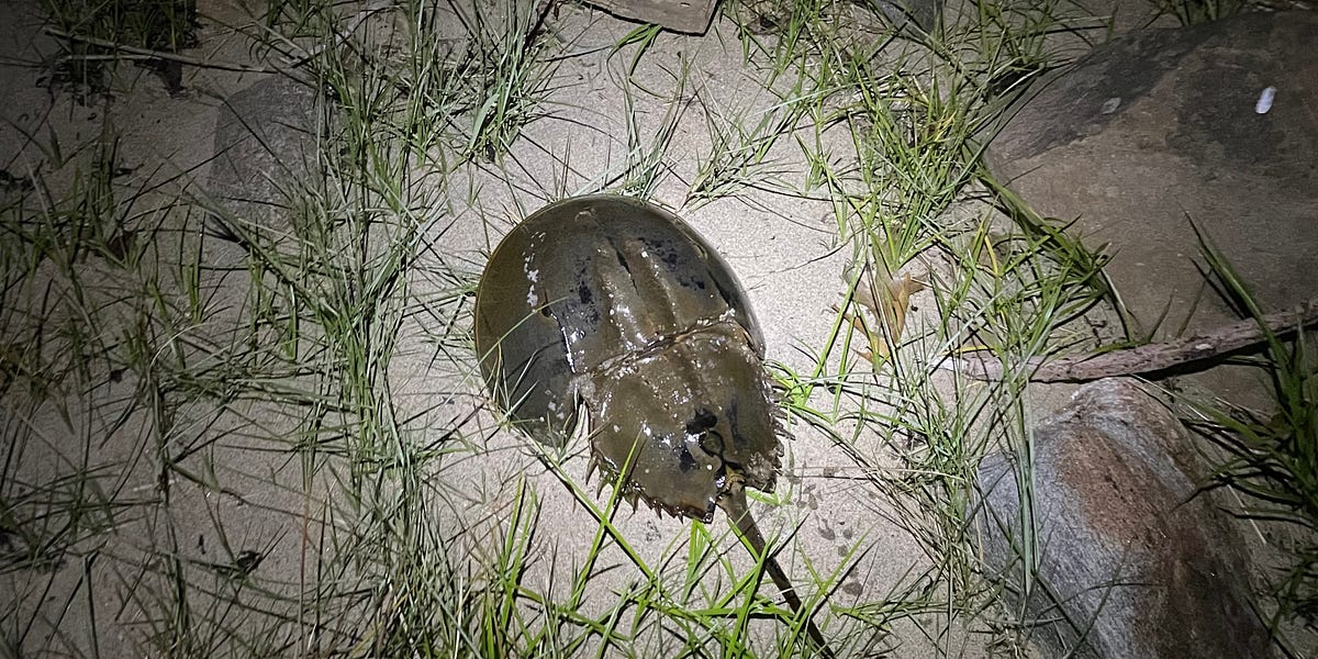 Diary: Laura Marris, on Limulus polyphemus, the Atlantic horseshoe crab