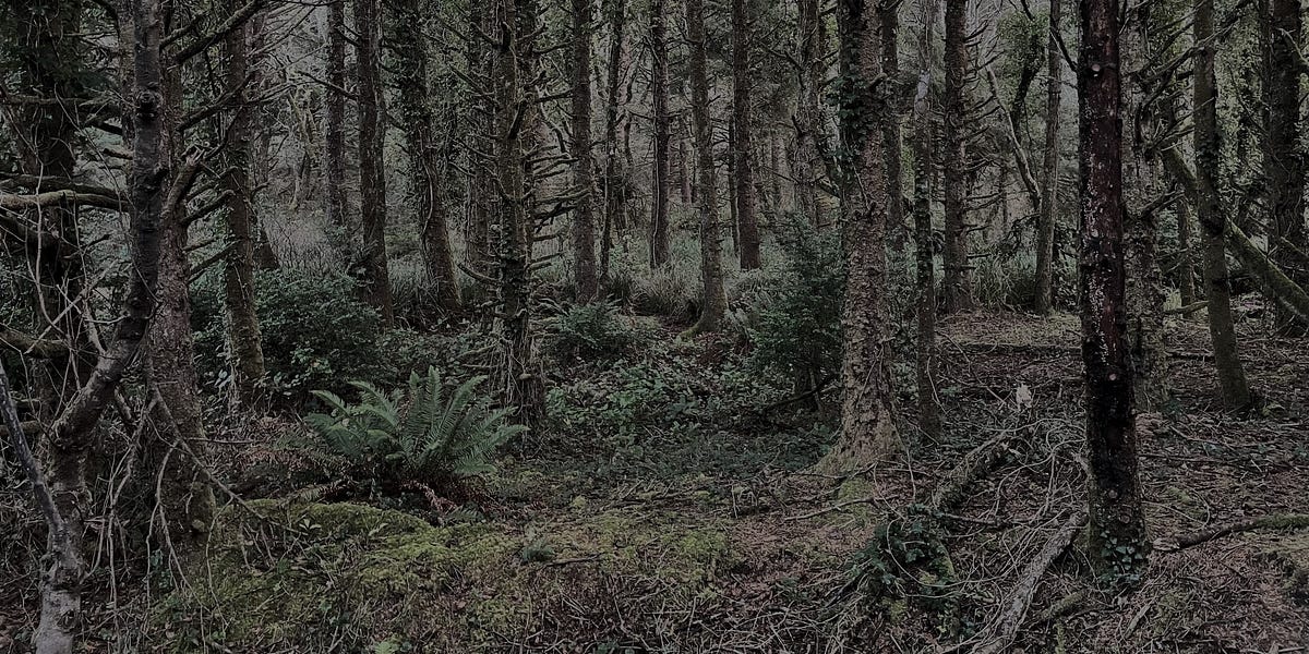 The Forest Passage - The Peculiar Tales of Aldo Jonsson