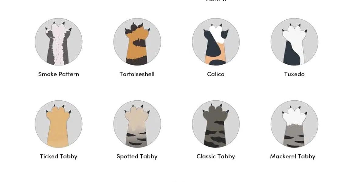 The Science of Cat Coat Colors - by Xenia Jones
