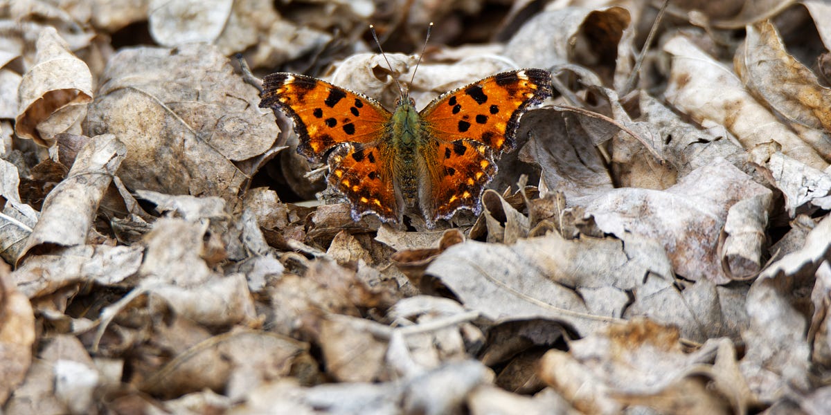 first butterfly - by nodak. 988 if you need help.