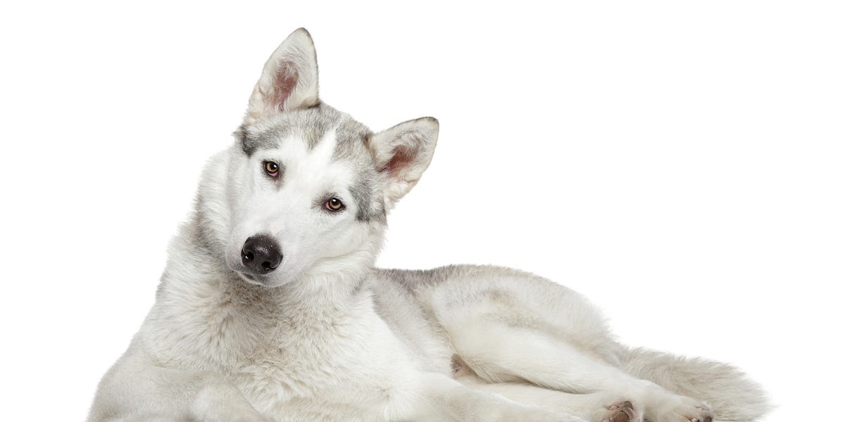 How To Tell If You're A Dog Snob - by Kristi Keller 🇨🇦