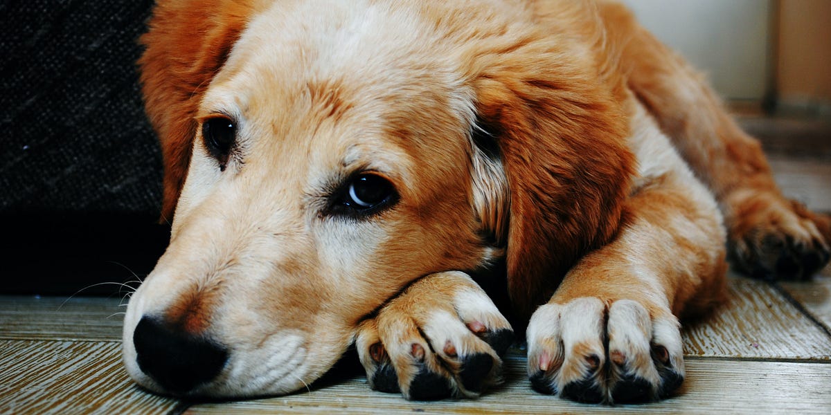 Mind Matters: A Deep Dive into Canine Mental Health