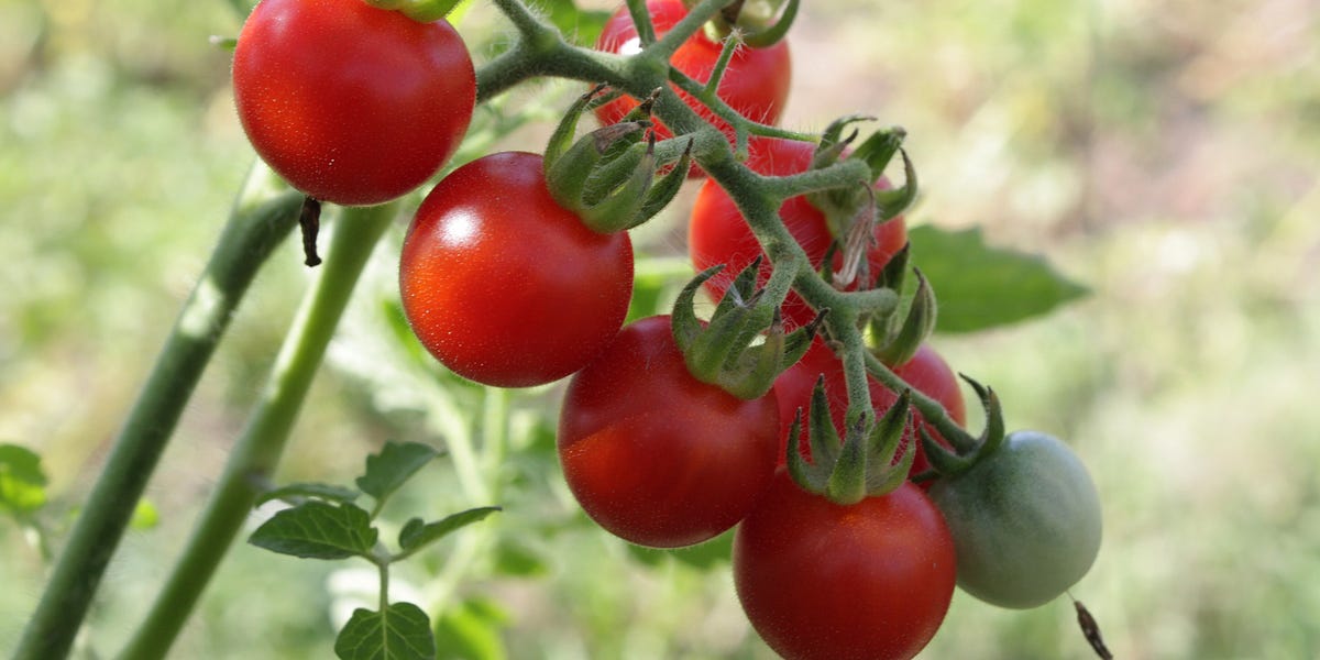 The mighty tomato! - by Cassandra Quave - Nature's Pharmacy