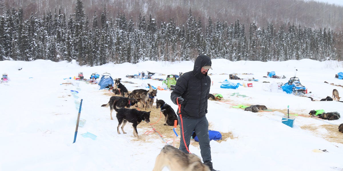 The Doggo Daily - A Million Dogs