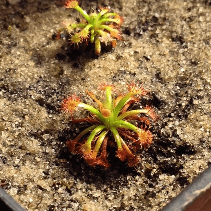 GROWING SOUTH AMERICAN DROSERA - by Dan DiPietro