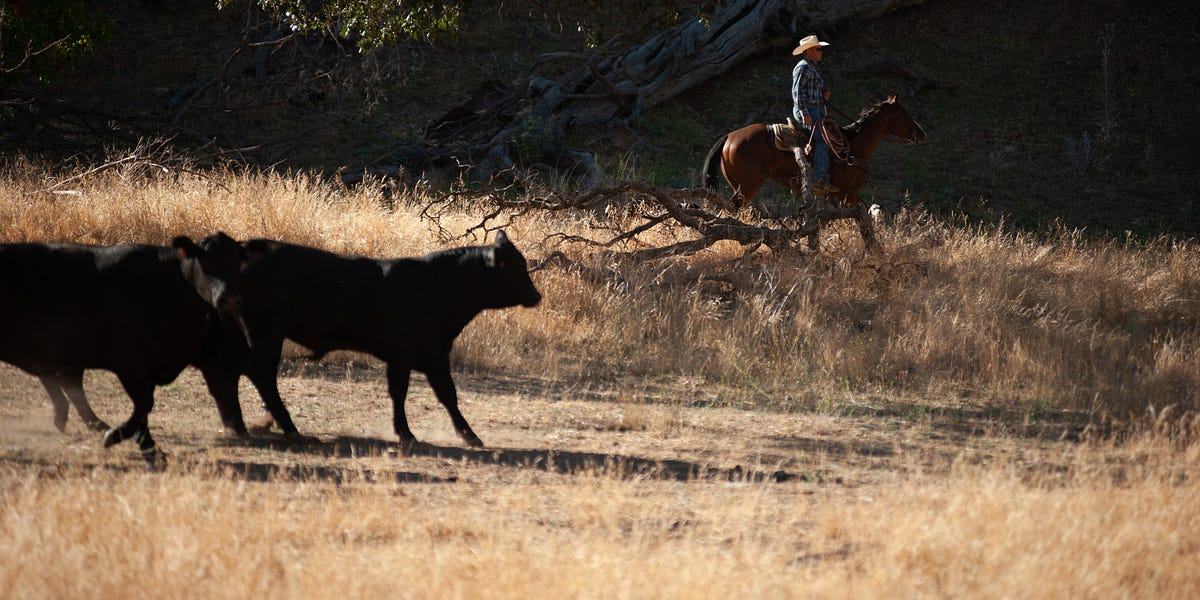 A Theology of Tending Animals - by Keely Covello - UNWON