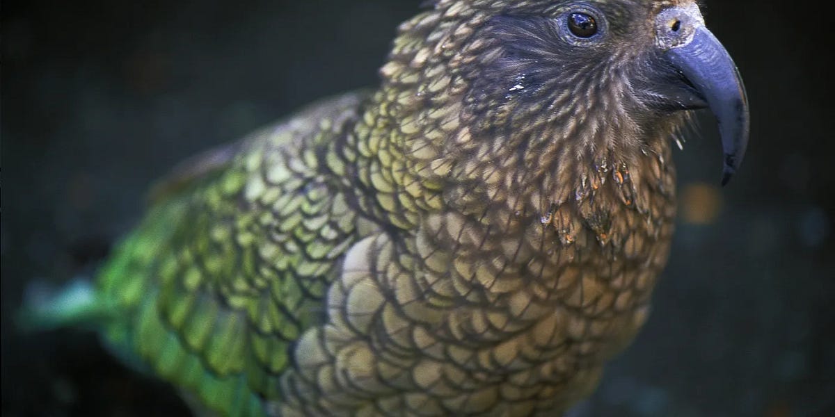 Ongoing population decline prompts BirdLife to officially declare New ...