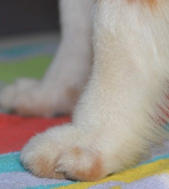 Trimming Sheltie Feet And Hocks