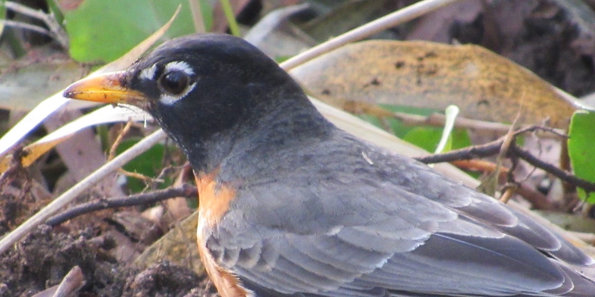 The Secret Garden - Begin In Wonder Substack