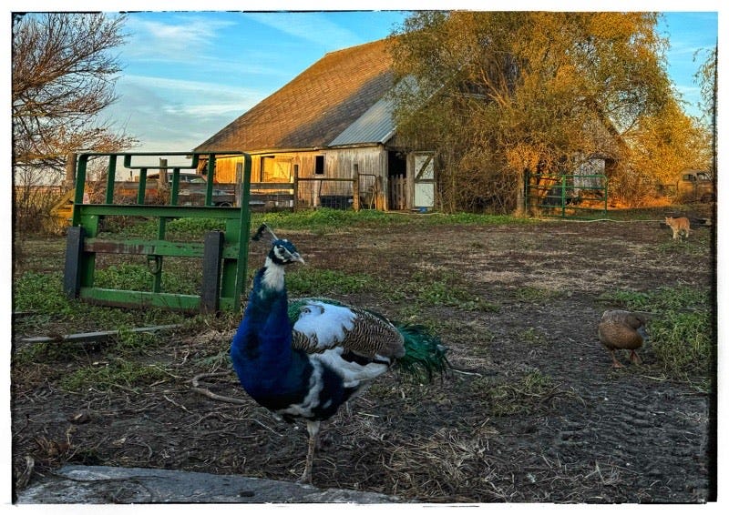 Mr Flowers in the Autumnal Leaves