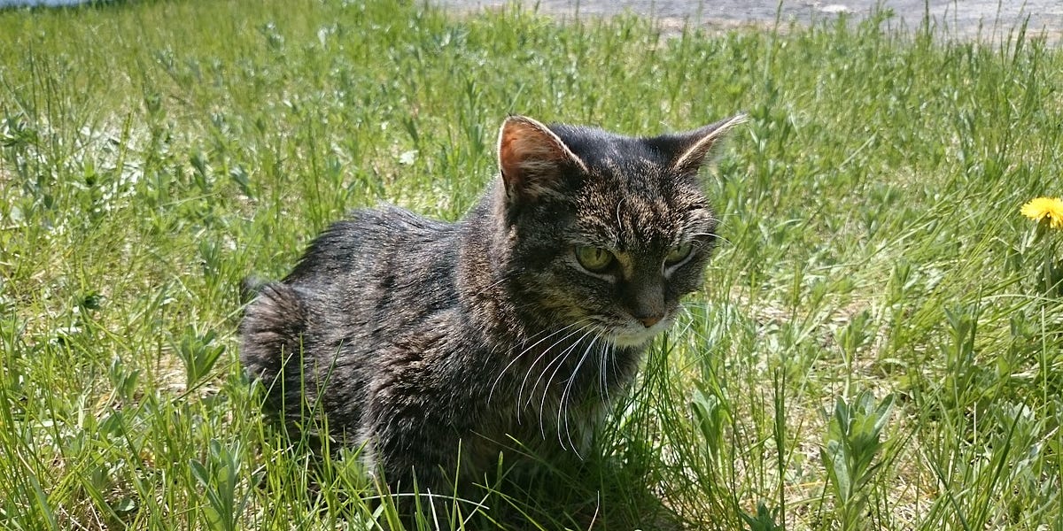 My cat is a borderline - by Josh Slocum