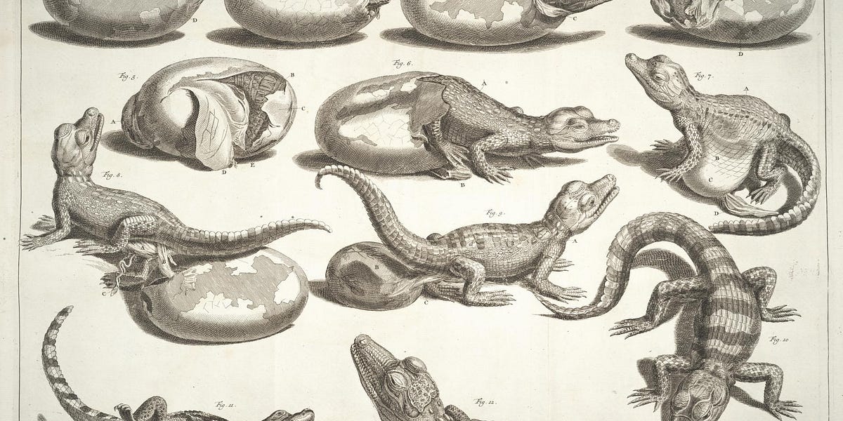 Lizards and continuous space - by Nikolay