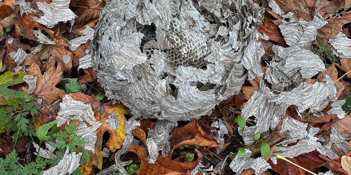 A Paper Tale - by Shelley Pasco - Wonderlust