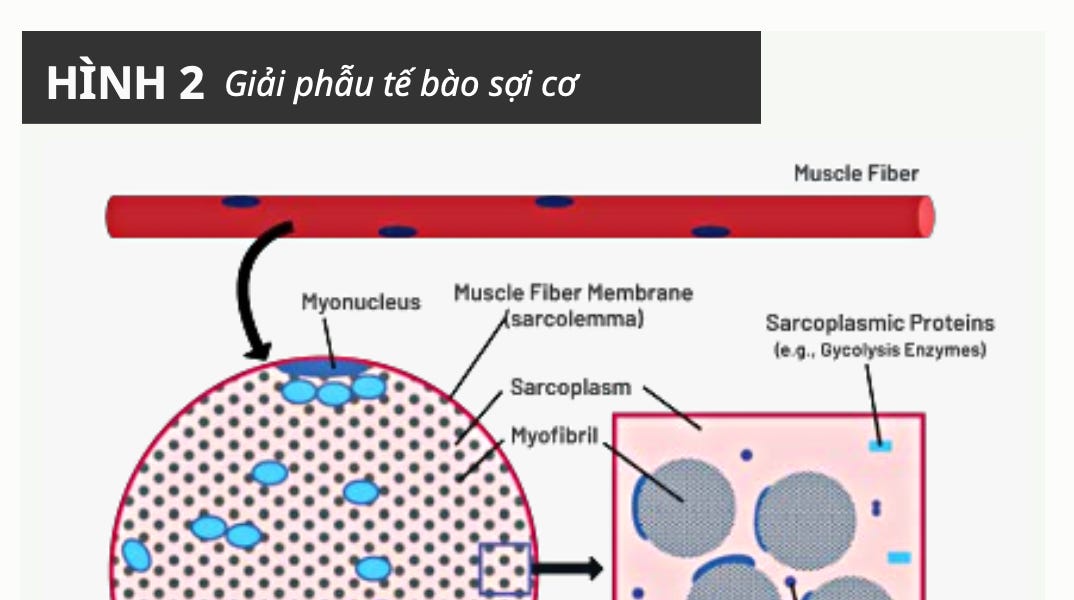 CƠ BẮP PHÁT TRIỂN NHƯ THẾ NÀO? TỔNG QUAN CHI TIẾT