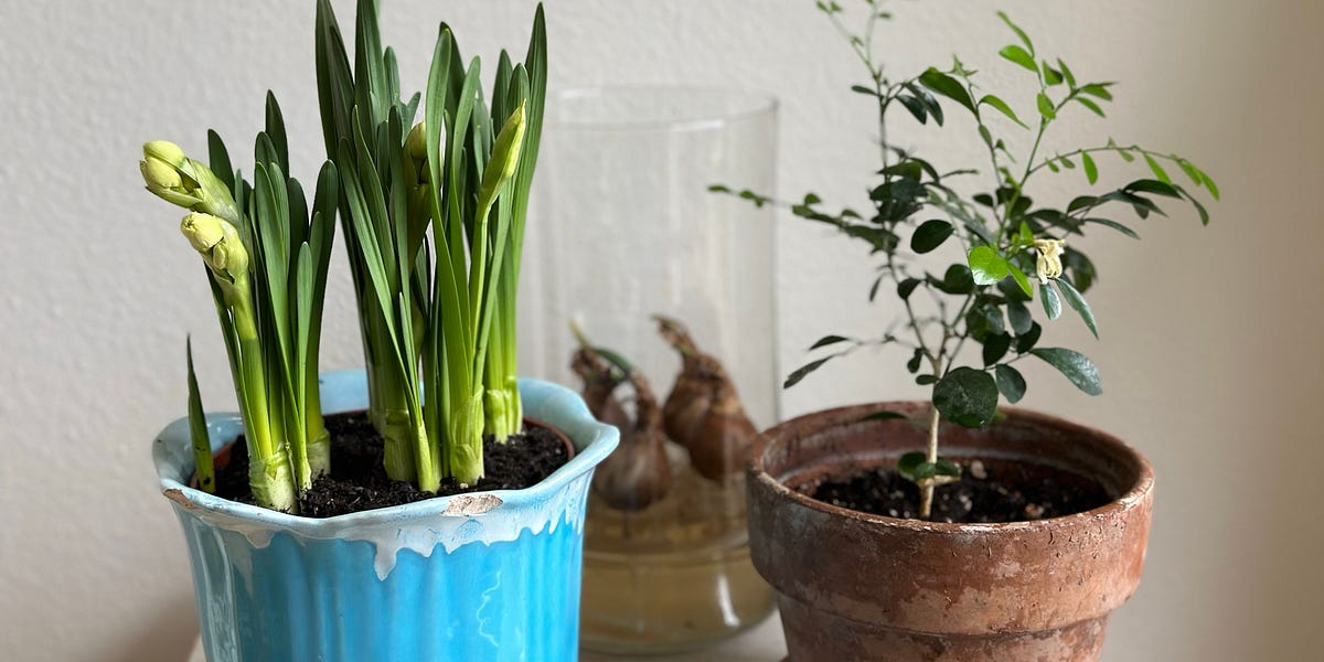 Cultivating an Indoor Garden - by Sarai Mitnick