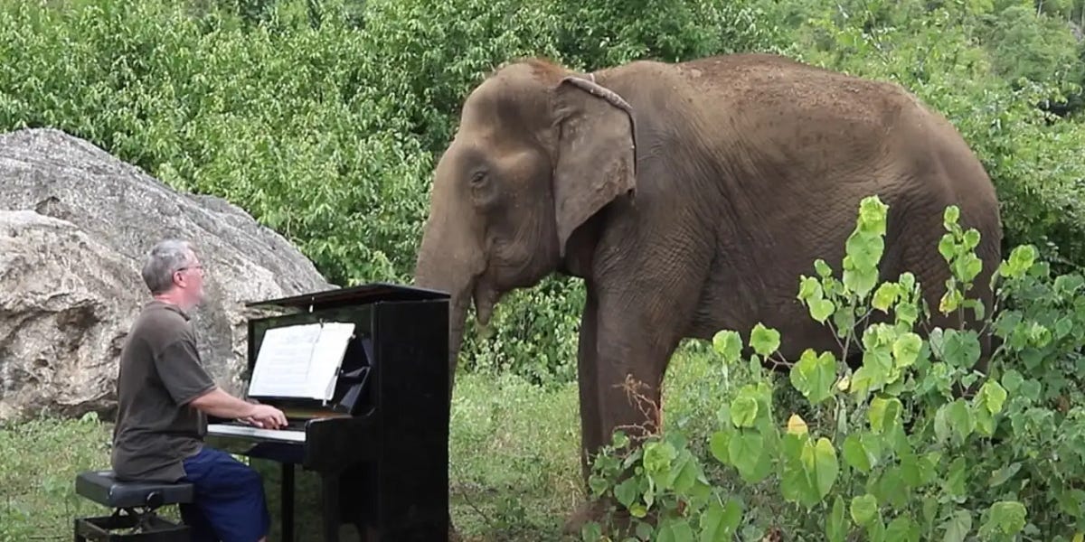 Paul Barton: The Pianist of Elephants - DanHonMusic
