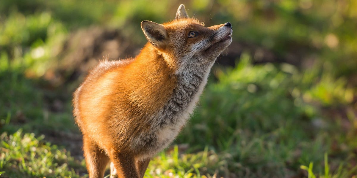 A Personal Fox Tail - Freedom Fox