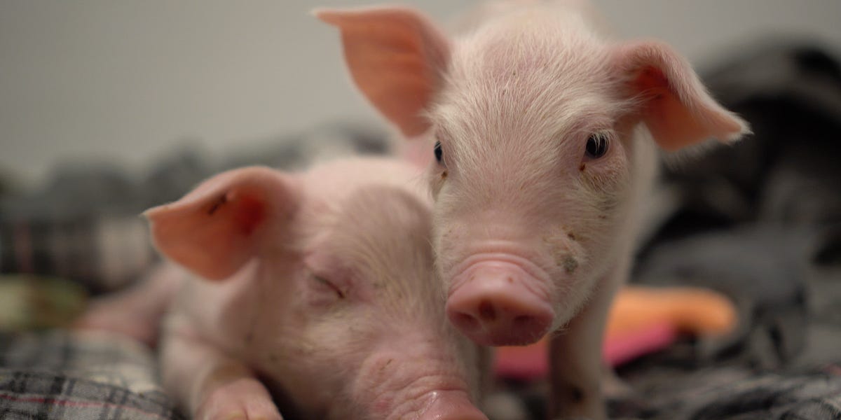 Lily, the piglet who changed (animal rights) history, has passed away