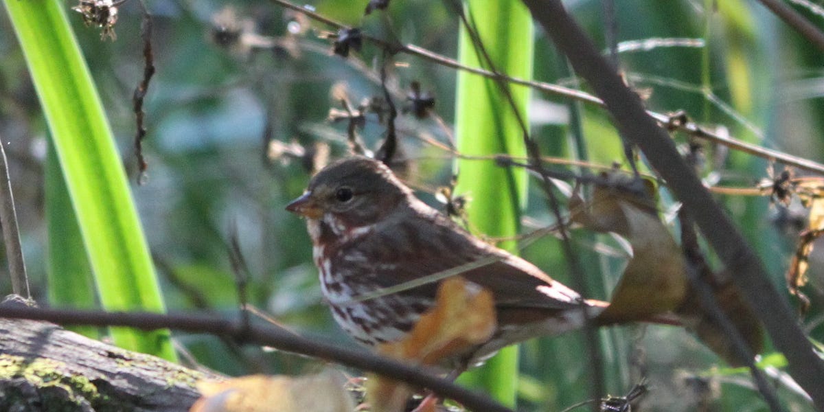 An appreciation for sparrows - by Bob Dolgan