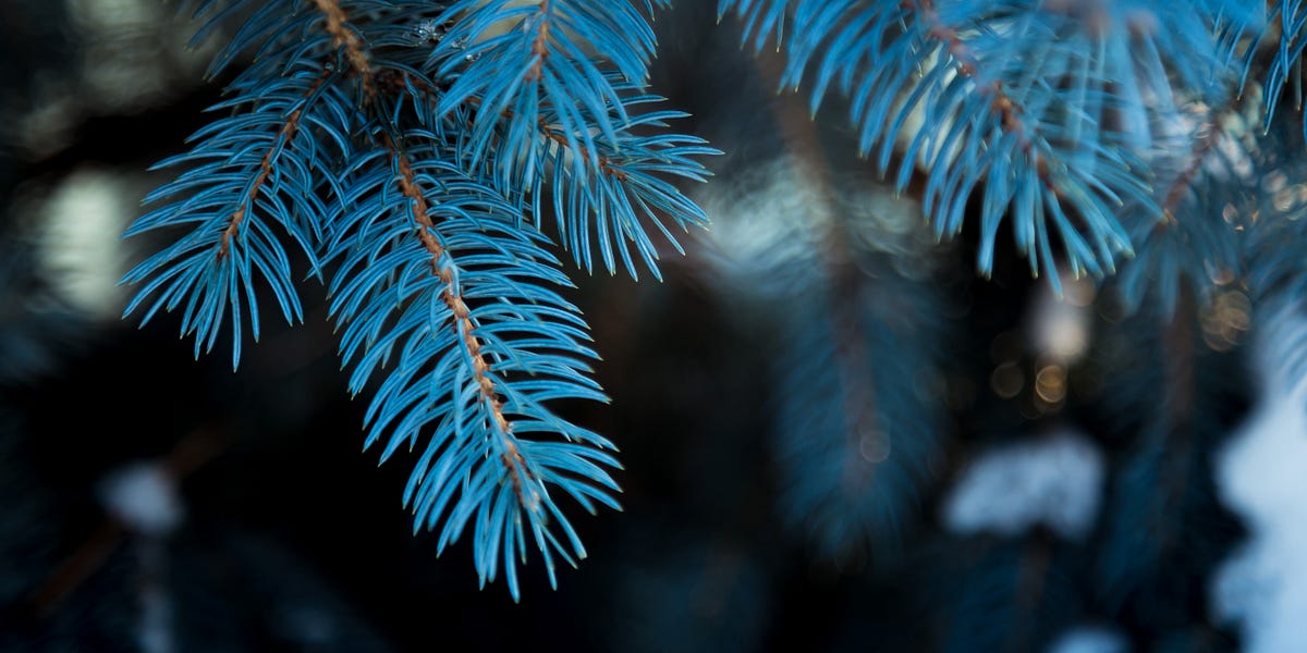Blue Spruce Essentials: Your Ultimate Guide to Cultivating, Caring, and ...
