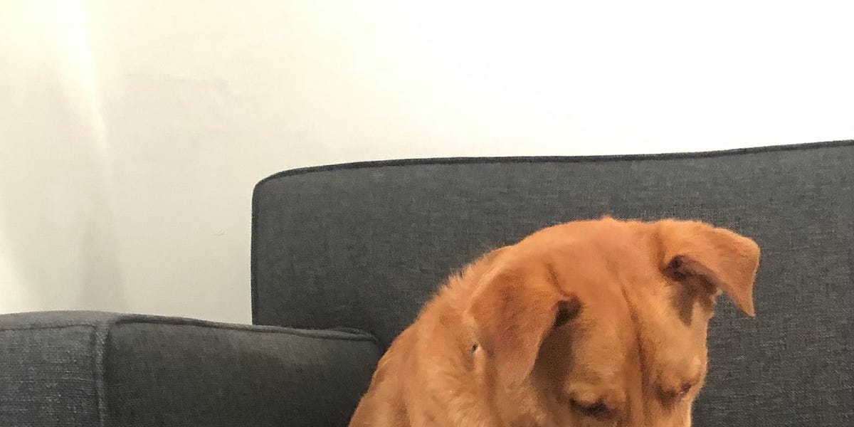 Why Cynics Were Dogs - by Aaron Zinger - Outlandish Claims