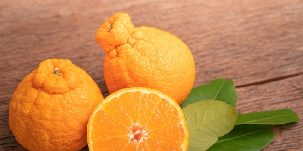 How a Sumo Orange Tells You All You Need to Know About Creating a ...