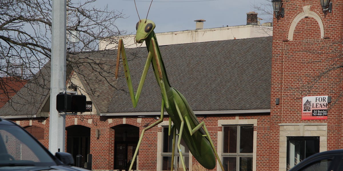 Happy birthday, Kokomantis! - by Edwin Faunce