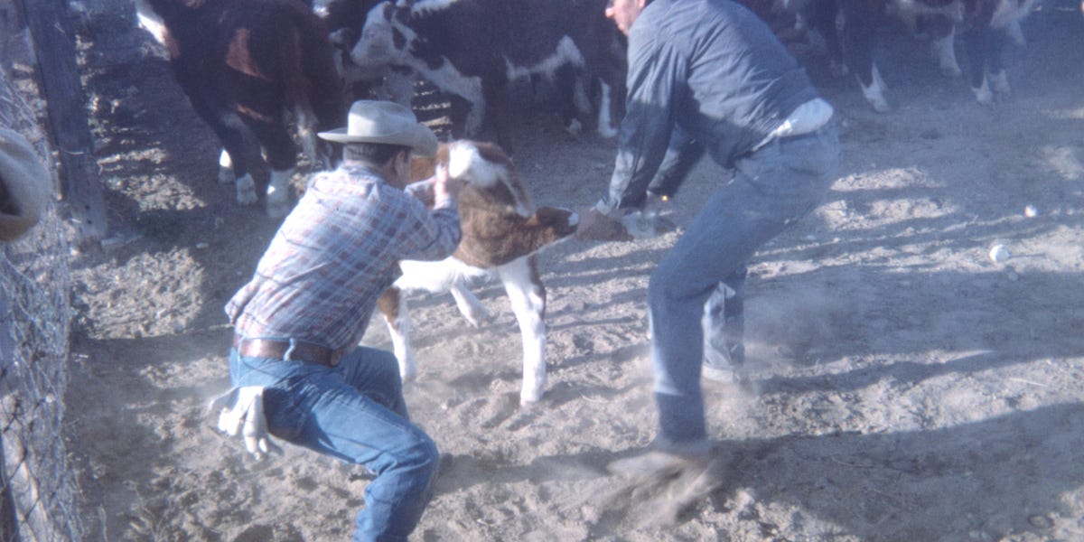 Ranch Report: Working cattle, then and now - by Pecos 45