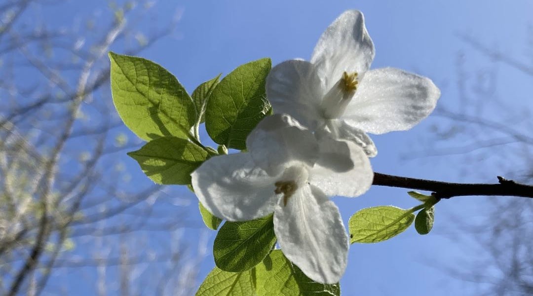 Such a Lovely AI Fake - CRONE ENERGY by Ronlyn Domingue