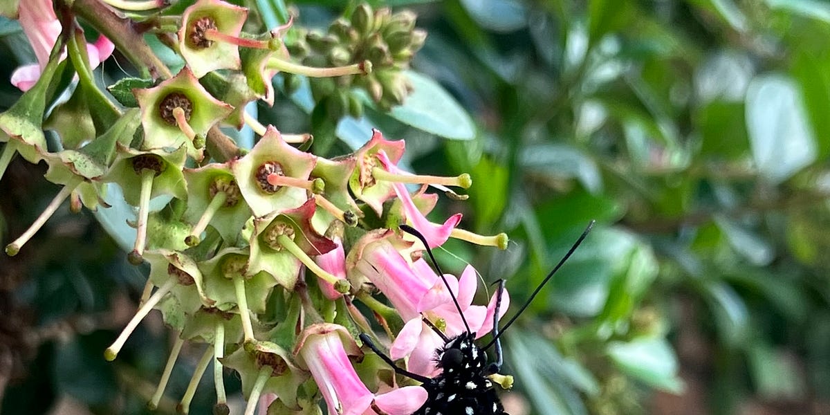 Definition Chrysalis By Casandra The Chrysalis