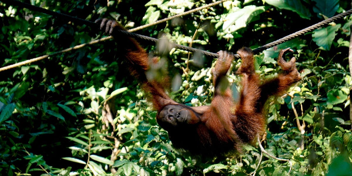 The Many Faces of Borneo: A Tale of Wildlife, Wonder, and Worry