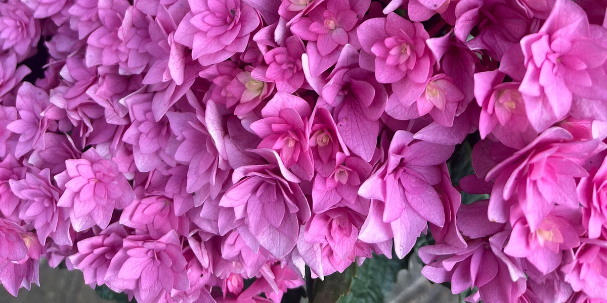 Nervous System Scan - Sleepylands