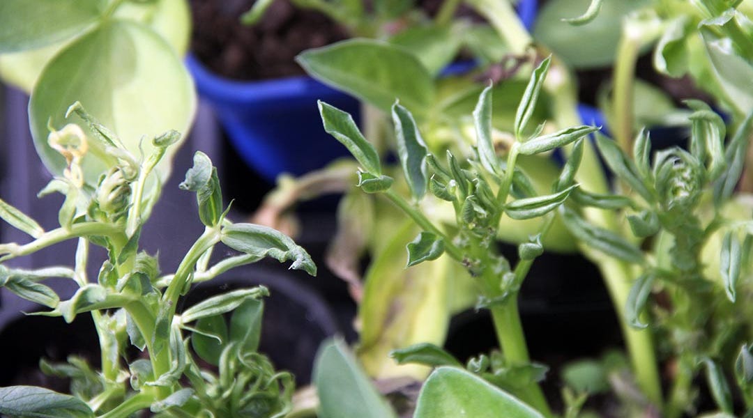 How to Conduct a Bioassay to Test for Herbicide Contamination