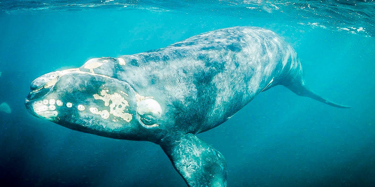 Why Environmentalists May Make This Whale Species Extinct