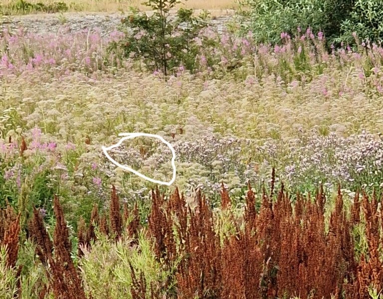 Interpreting the Signs - by Ren Powell