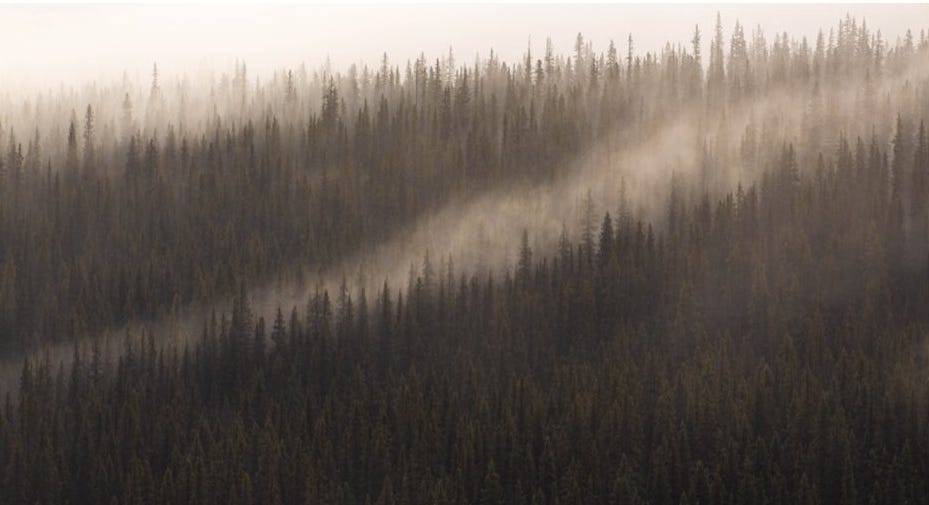 The holy forest - by Andō - Silentium