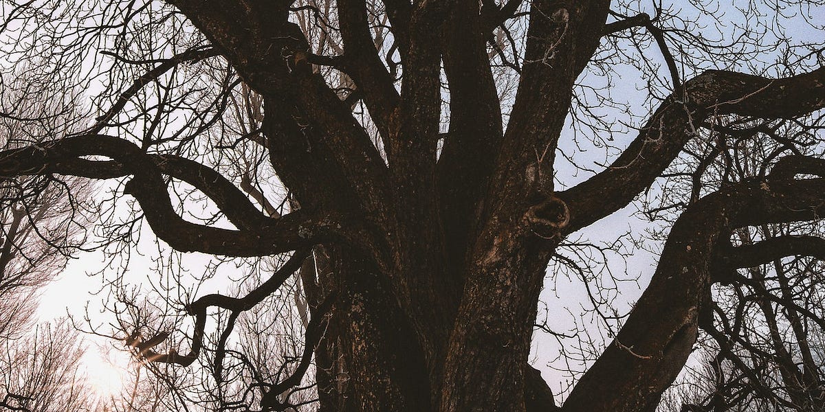 Neil Has Birds - by Erin Lunde - Fiction at Five