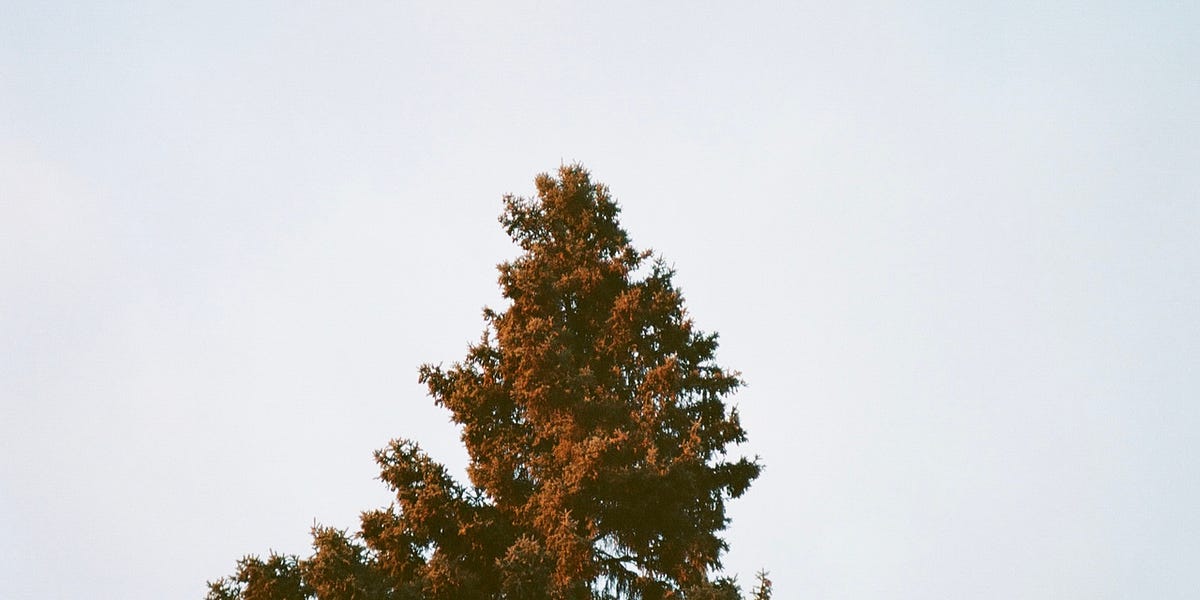 How we got here - by Julia Bedell - vessels