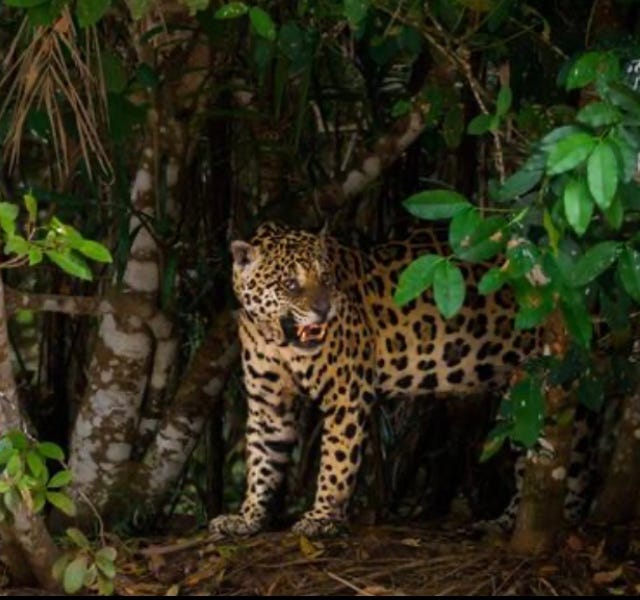 Getting started with ??? - by Jugula 🐆 - 🐆 Substack