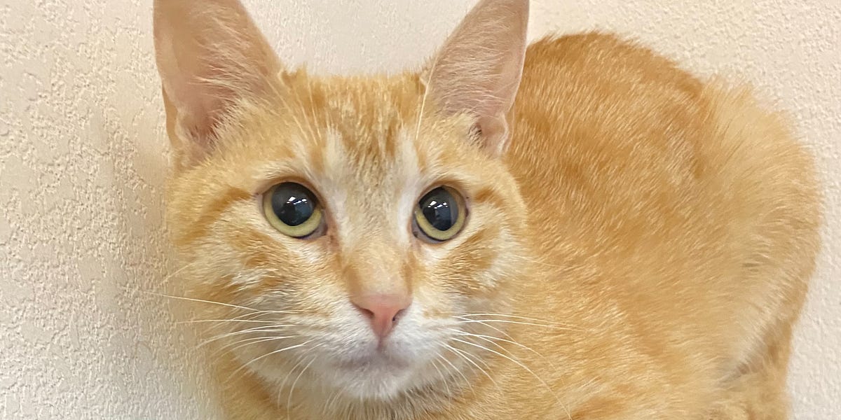 The Story of Sammi - The Cozy Catfe Chronicles
