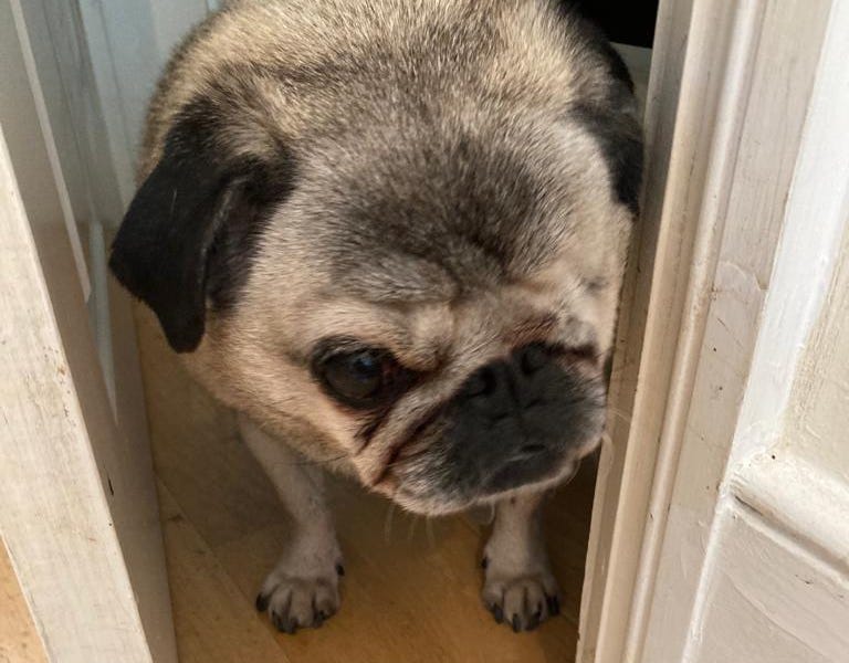 Visitors - A Pug's Gallery