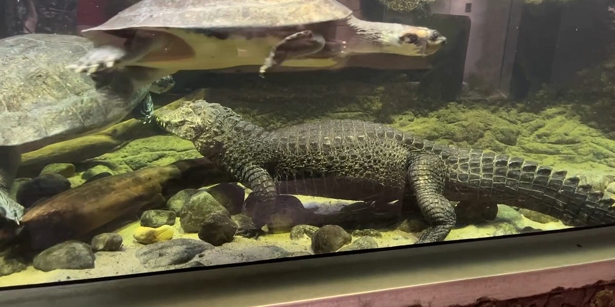 Holden Reptile Conservation Center (HRCC)