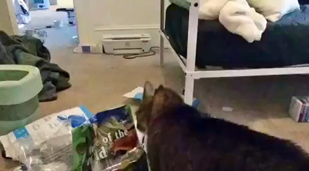 Cat 🐈 receives food 🍲 - by Jugula 🐆 - 🐆 Substack