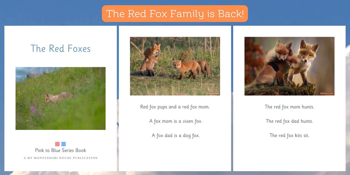 Red Fox Family: A New Book! - by Mercy